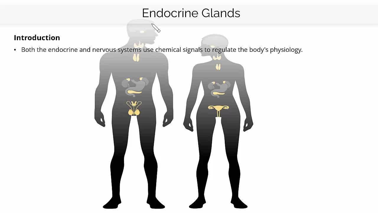 Can you correctly label the following glands on an endocrine system diagram?