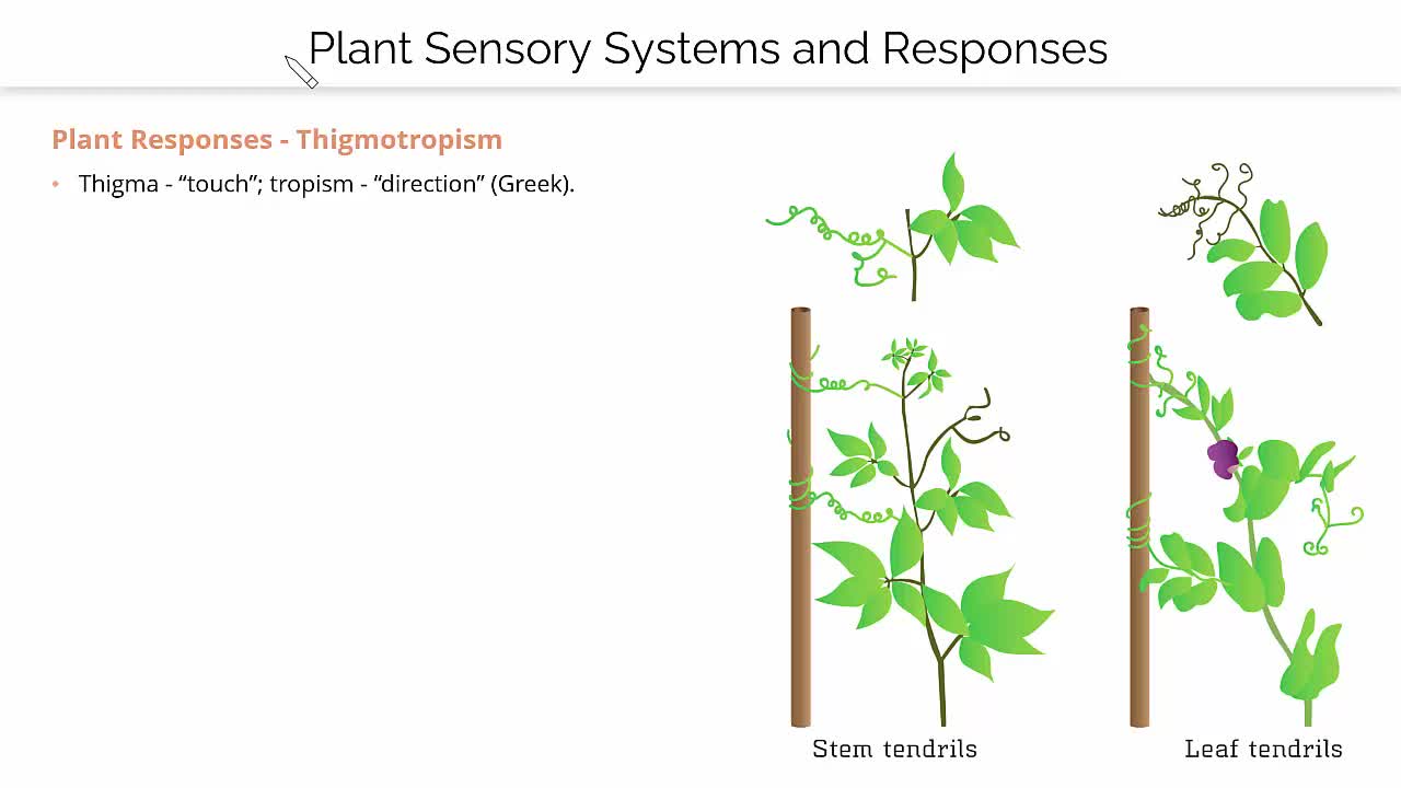 Thigmotropism Diagram